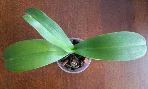 Орхидея фаленопсис Sogo Yukidian (Сого Юкидан)