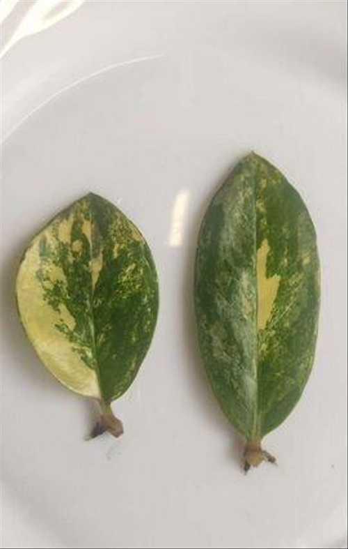 Замиокулькас вариегатный "Short leaf"