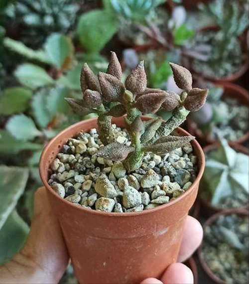 Адромискус (Adromischus Marianae 'Aubergine')