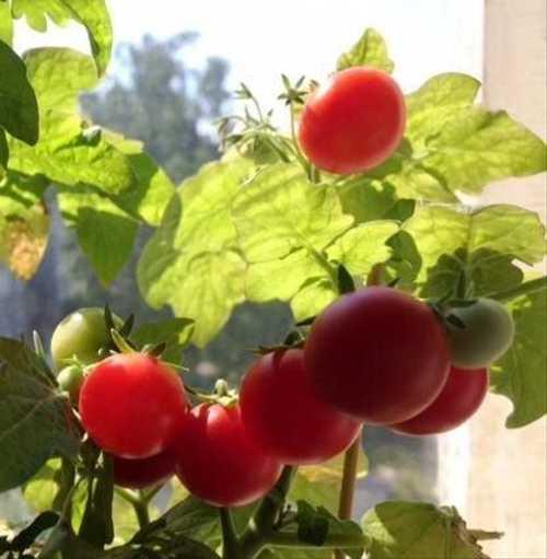 Огород на балконе Рассада томатов