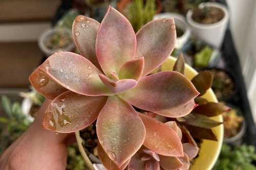 Graptoveria Fred Ives