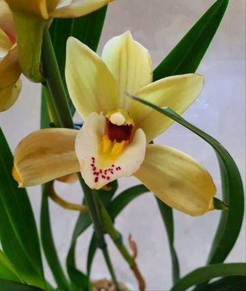 Орхидея Цимбидиум 964124 спб