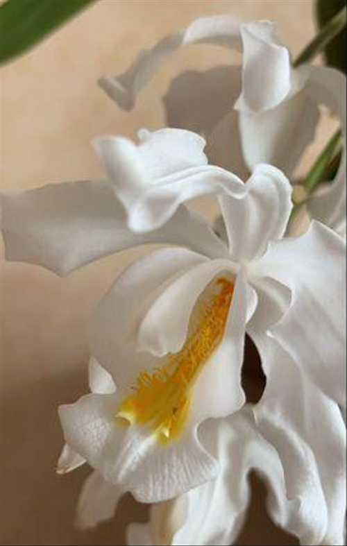 Орхидея Coelogyne cristata