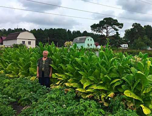 Семена и рассада табака