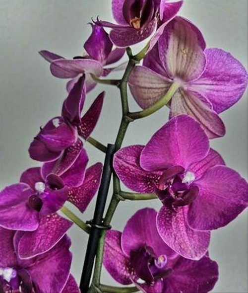 Орхидея Паваротти