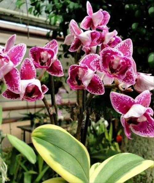 Орхидея Phal. Chia E Yenlin variegata 3 lips