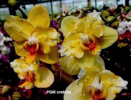 Орхидея Phal. Little Emperor 'peloric'