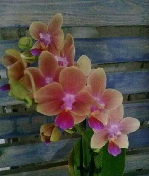 Орхидея фаленопсис Новая Парфюмерная фабрика