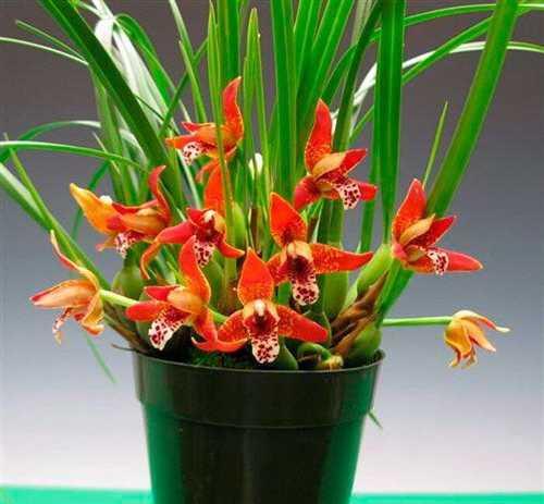 Орхидея Максиллярия узколистная (Maxillaria tenuif