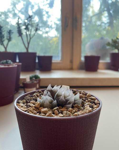 Haworthia Obtusa var. Venusta 'Large form'