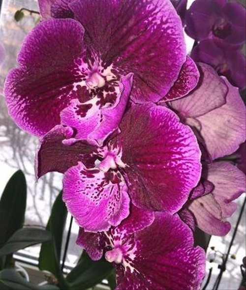Орхидея биг лип (шикарная)
