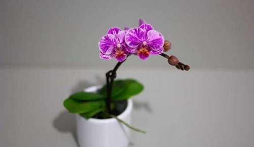 Орхидея фаленопсис мини в керамике 960116