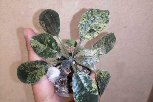 Дорстения foetida variegata