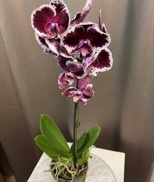Орхидея фаленопсис Пурпурный дождь (Purple Rain)