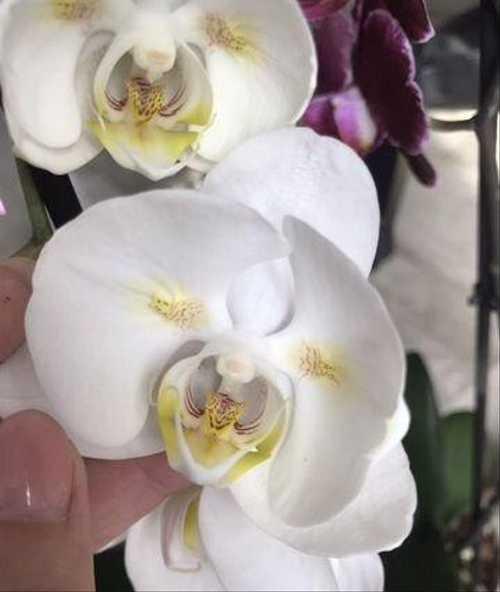 Орхидея фаленопсис (белая бабочка)