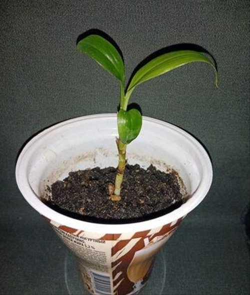 Драцена маргината (Dracaena marginata)