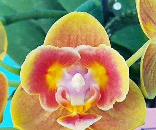 Орхидея фаленопсис PF5649
