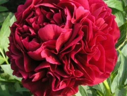 Пионы сортовые