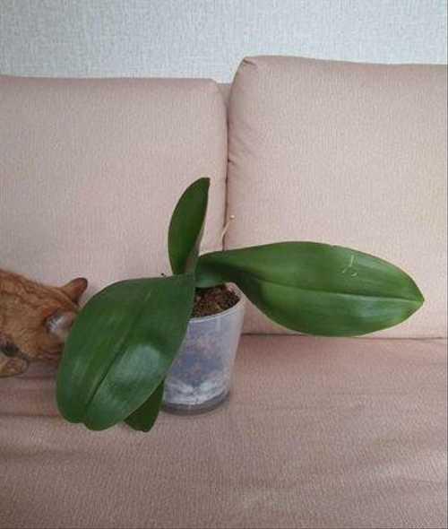 Орхидея фаленопсис "Пиниф"