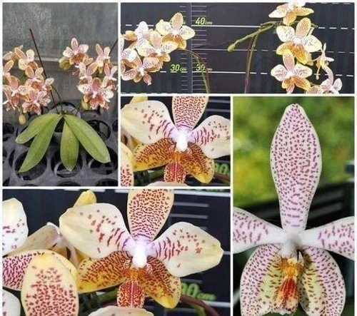 Орхидея фаленопсис Тетраспис грин*стюартина