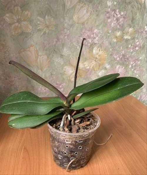 Орхидея фаленопсис Салинас