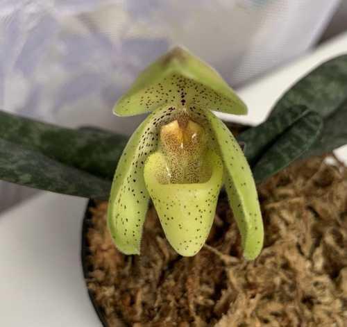 Орхидея paphiopedilum concolor