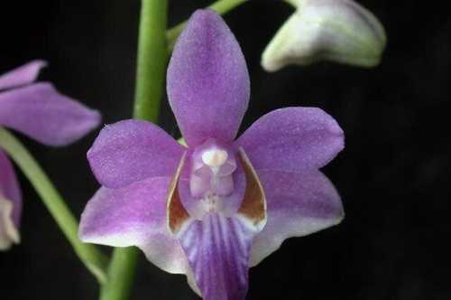 Орхидея фаленопсис pulcherrima