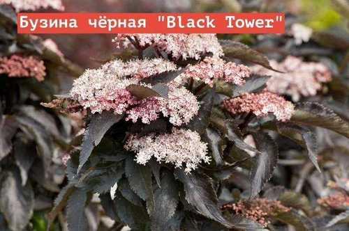 Бузина чёрная Black Tower /С3 20-40