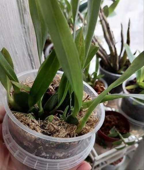 Орхидея онцидиум twinkle белый