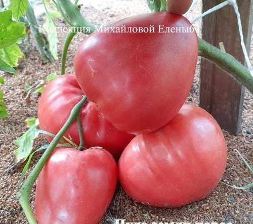 Чудо земли новое семена томатов