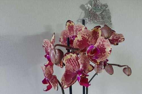 Орхидея фаленопсис Аркс рей