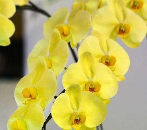 Желтые фаленопсисы и другие орхидеи