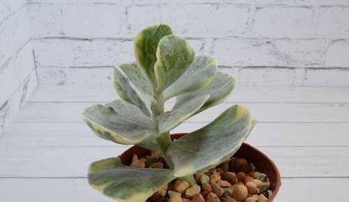 Cotyledon undulata var. (Котиледон) (SCT28790)