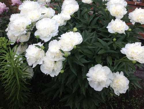 Пион (Duchesse de Nemours) Дюшес де Немур
