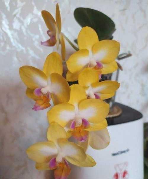 Орхидея Фаленопсис Yen Shuai Sweet Girl 'Shiny Gir