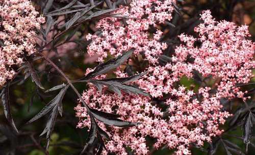 Бузина черная в ассортименте