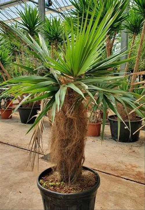 Кубинская Пальма (Coccothrinax crinita)