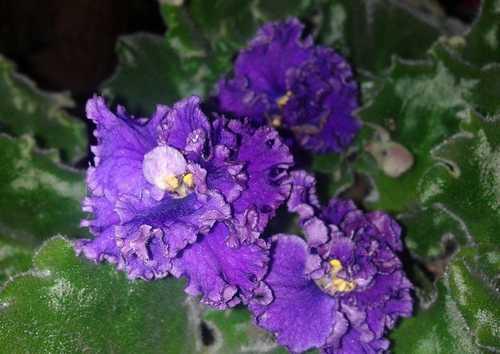 Фиалки загляденье разные