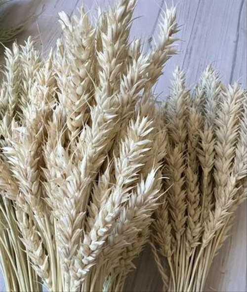 Пшеница отбеленная сухоцветы