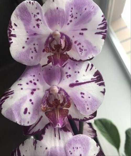 Орхидея фаленопсис « Меджик Арт» ароматная