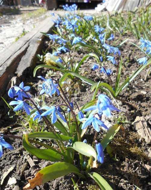 Пролески и мускари