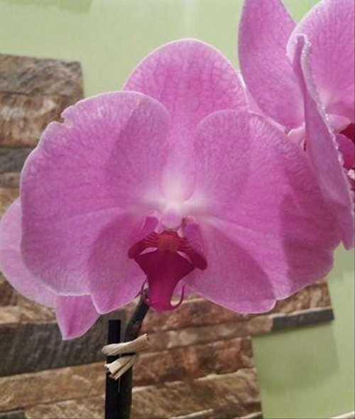 Орхидея фаленопсис Королевская розовая