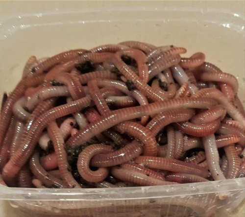 Червь дендробена