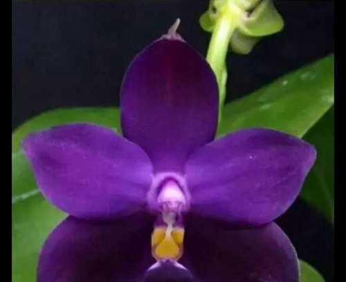 Орхидея фаленопсис виолацея индиго