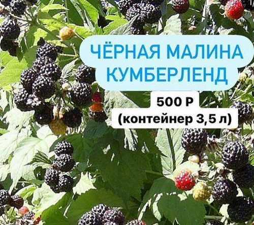 Черная малина Кумберленд