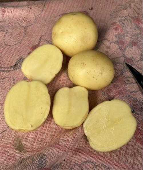 Картофель семенной Ривьера Коломбо Аризона