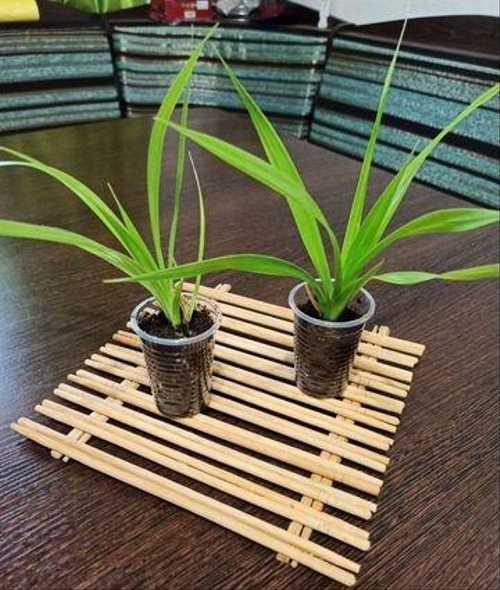 Комнатное растение, панданус или винтовая пальма