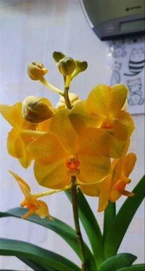 Орхидея ванда желтая