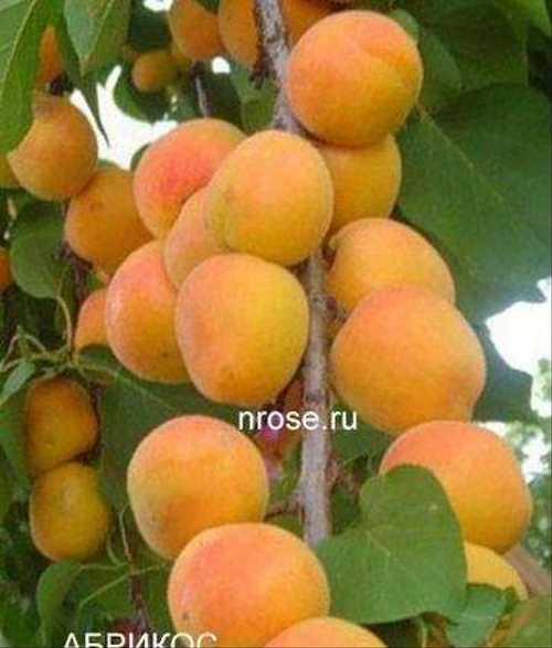 Саженцы абрикоса сорт хабаровский