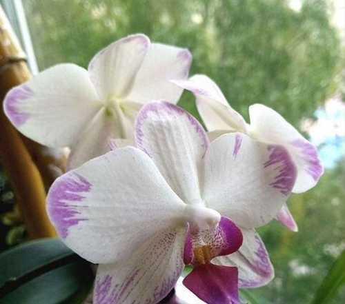 Орхидея фаленопсис "Попугай"